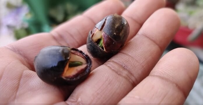 Lotus Flower Meanings & Symbolism + Planting, Care & Uses