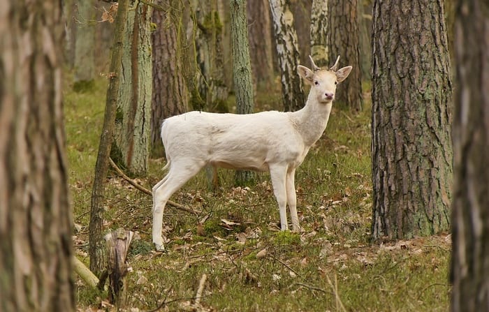 Artemis White Deer