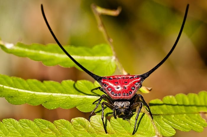 Spider Symbolism & Meaning & the Spider Spirit Animal | UniGuide