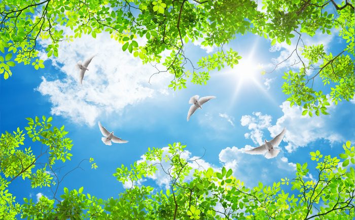 Dove Symbolism & Meaning & the Dove Spirit Animal