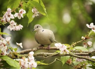 Dove Symbolism & Meaning & the Dove Spirit Animal