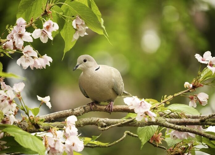 Dove Symbolism & Meaning & the Dove Spirit Animal
