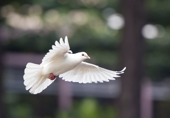 Dove Symbolism & Meaning & the Dove Spirit Animal