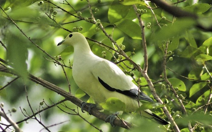 Dove Symbolism & Meaning & the Dove Spirit Animal