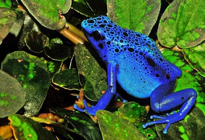 Frog Symbolism & Meaning & the Frog Spirit Animal | UniGuide