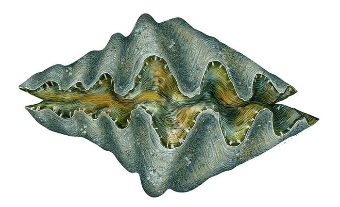 Spider Symbolism & Meaning & the Spider Spirit Animal | UniGuide