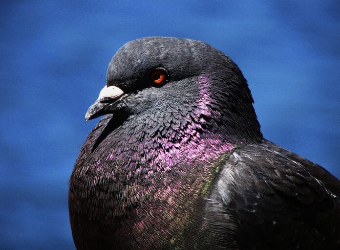 Dove Symbolism & Meaning & the Dove Spirit Animal