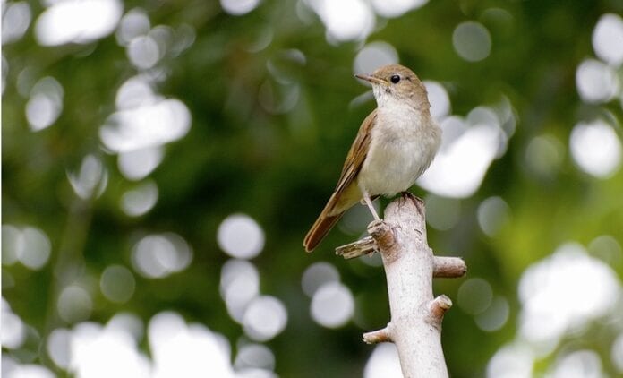 Rose Flower Meanings, Symbolism, History & Mythology