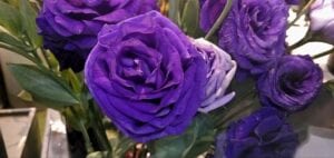 Rose Flower Meanings, Symbolism, History & Mythology