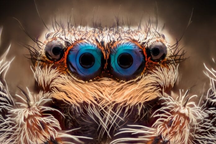 Spider Symbolism & Meaning & the Spider Spirit Animal | UniGuide