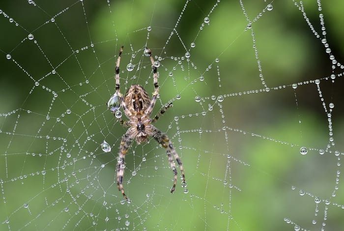 Spider Symbolism & Meaning & the Spider Spirit Animal | UniGuide