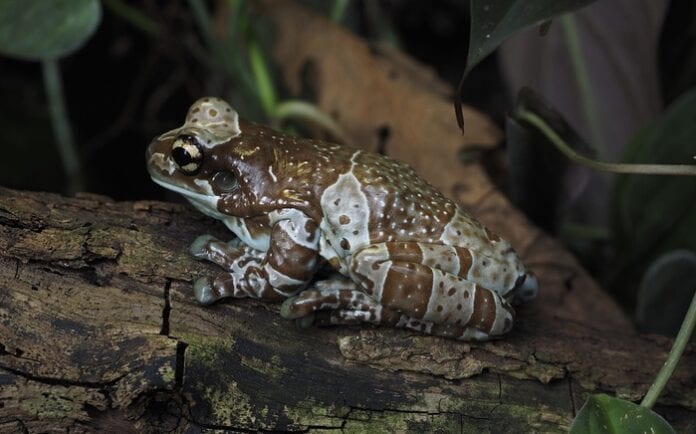 Frog Symbolism & Meaning & the Frog Spirit Animal | UniGuide