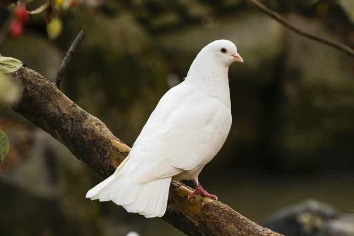 Dove Symbolism & Meaning & the Dove Spirit Animal