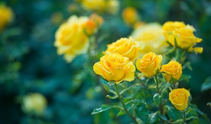 Rose Flower Meanings, Symbolism, History & Mythology