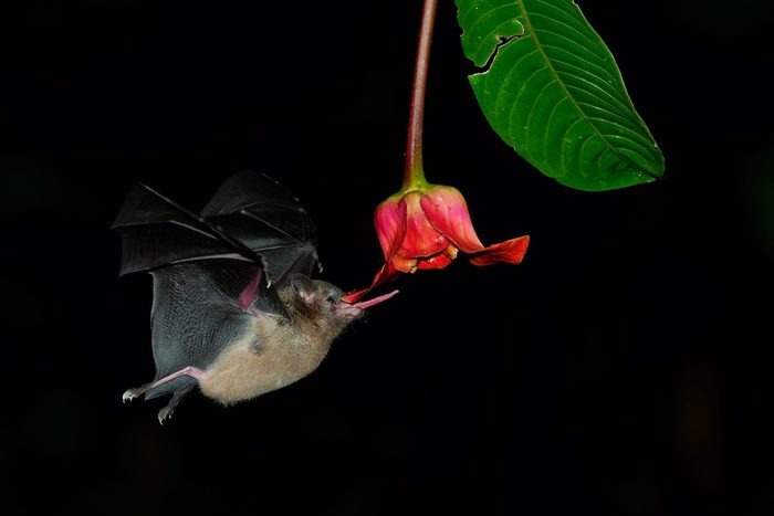 Bat Symbolism and Meaning and the Bat Spirit Animal | UniGuide