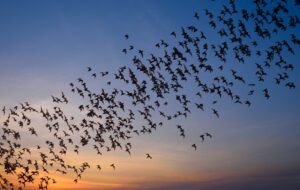 Bat Symbolism and Meaning and the Bat Spirit Animal | UniGuide