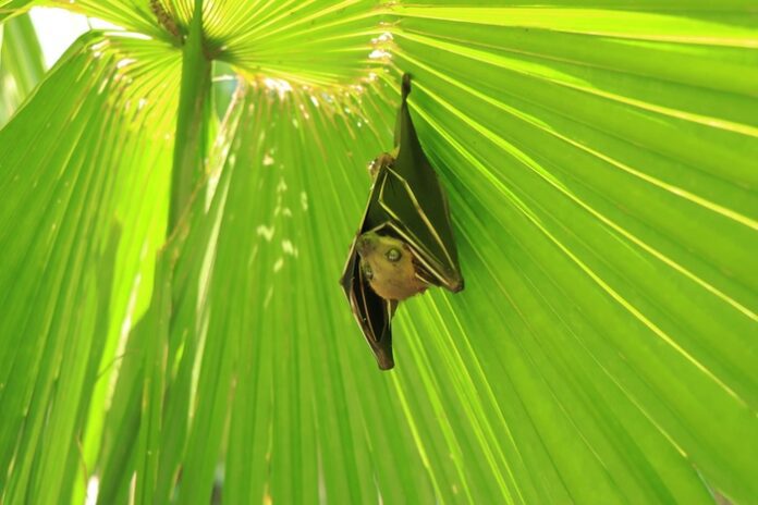 Bat Symbolism and Meaning and the Bat Spirit Animal | UniGuide