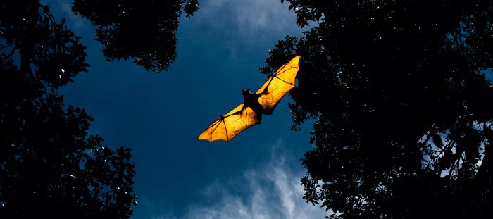 Bat Symbolism and Meaning and the Bat Spirit Animal | UniGuide