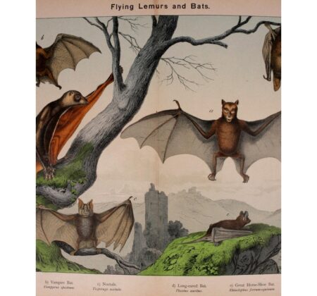 Bat Symbolism and Meaning and the Bat Spirit Animal | UniGuide