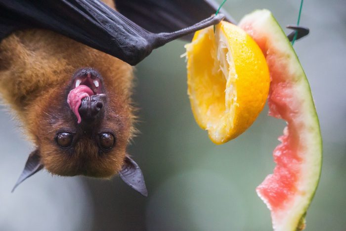Bat Symbolism and Meaning and the Bat Spirit Animal | UniGuide