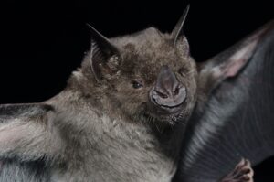 Bat Symbolism and Meaning and the Bat Spirit Animal | UniGuide