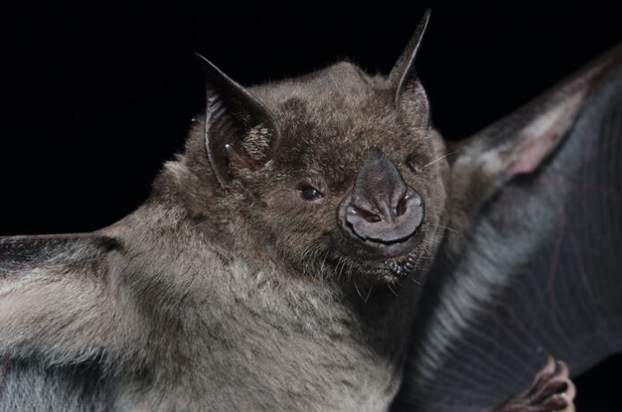 Bat Symbolism and Meaning and the Bat Spirit Animal | UniGuide
