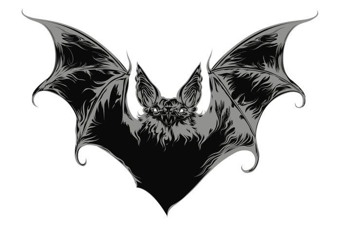Bat Symbolism and Meaning and the Bat Spirit Animal | UniGuide