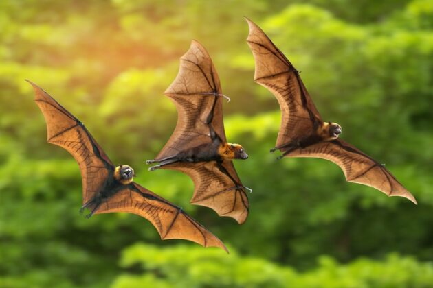 Bat Symbolism and Meaning and the Bat Spirit Animal | UniGuide