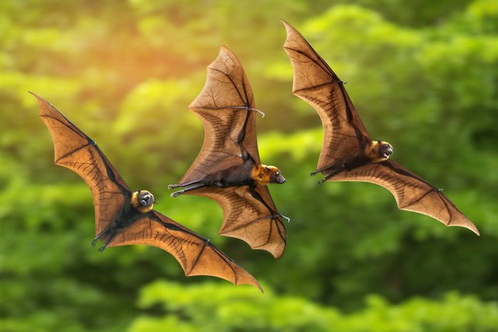 Bat Symbolism and Meaning and the Bat Spirit Animal | UniGuide