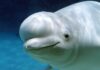 Whale Meaning & Symbolism & the Whale Spirit Animal | UniGuide