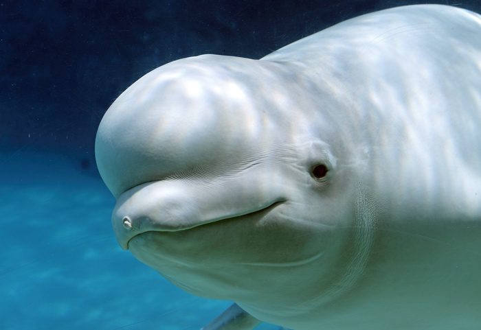 Whale Meaning & Symbolism & the Whale Spirit Animal | UniGuide