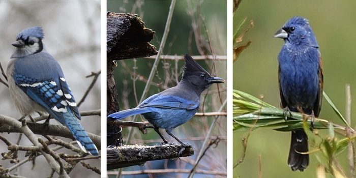 Cardinal Symbolism & Meaning & the Cardinal Spirit Animal