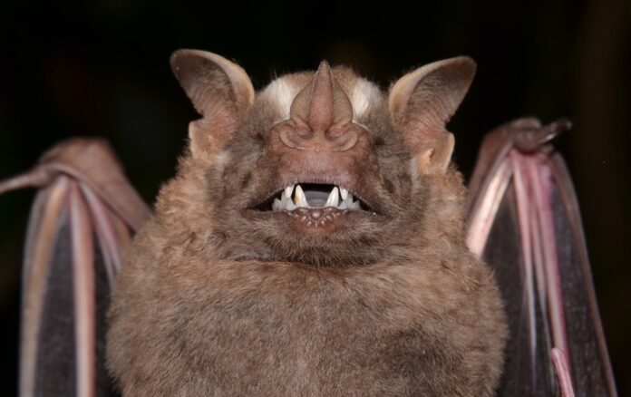 Bat Symbolism and Meaning and the Bat Spirit Animal | UniGuide