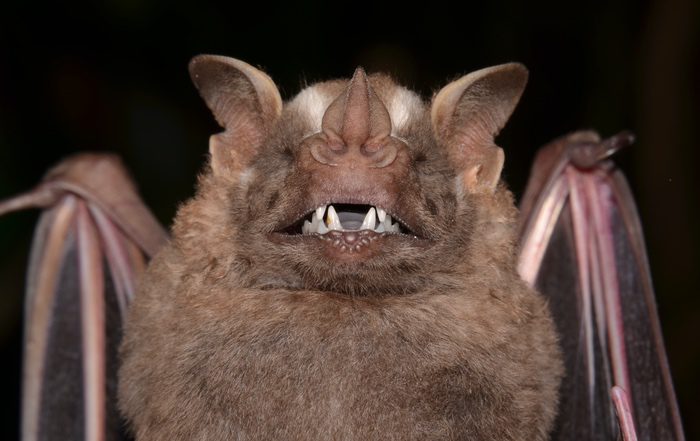 Bat Symbolism and Meaning and the Bat Spirit Animal | UniGuide