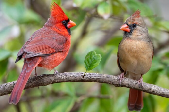 Cardinal Symbolism & Meaning & the Cardinal Spirit Animal