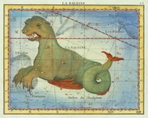 Whale Meaning & Symbolism & the Whale Spirit Animal | UniGuide