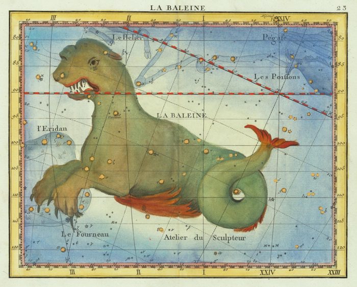 Whale Meaning & Symbolism & the Whale Spirit Animal | UniGuide