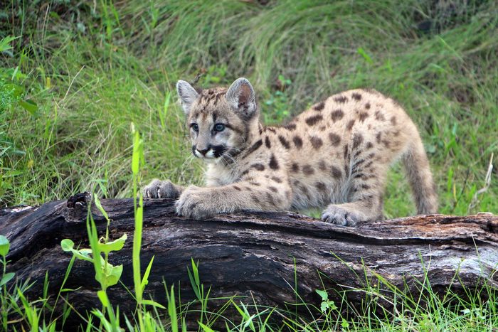 Cougar Meaning & Symbolism & Spirit Animal + Mountain Lion