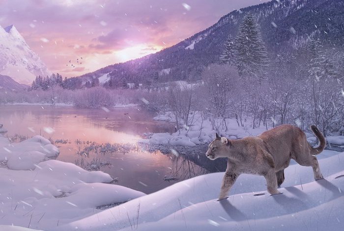 Cougar Meaning & Symbolism & Spirit Animal + Mountain Lion
