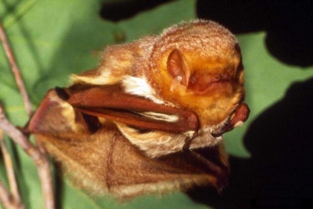 Bat Symbolism and Meaning and the Bat Spirit Animal | UniGuide