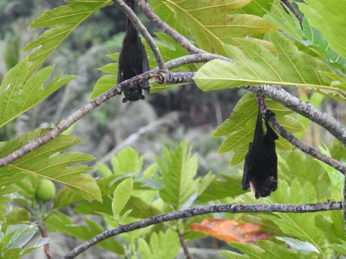 Bat Symbolism and Meaning and the Bat Spirit Animal | UniGuide