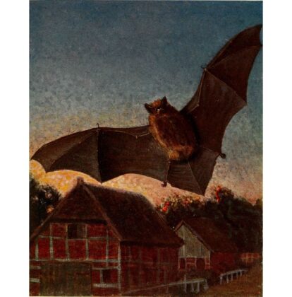 Bat Symbolism and Meaning and the Bat Spirit Animal | UniGuide