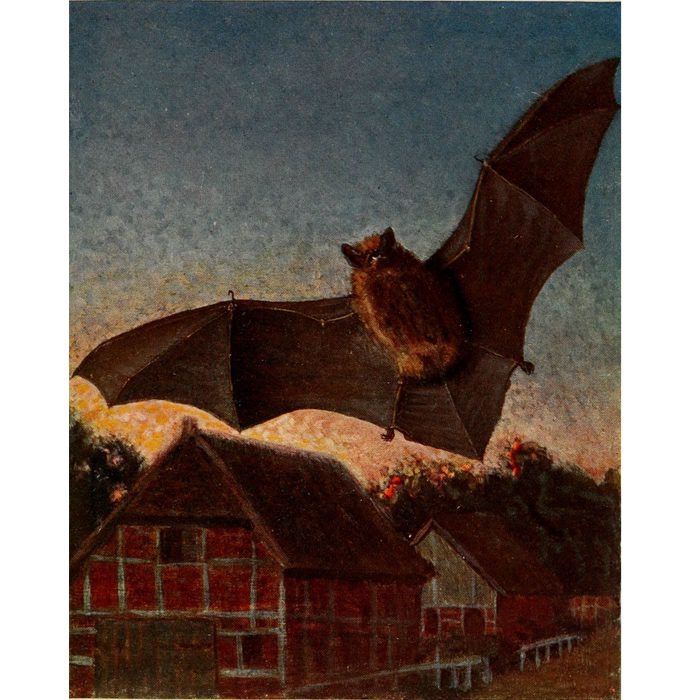 Bat Symbolism and Meaning and the Bat Spirit Animal | UniGuide