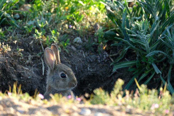Rabbit Symbolism & Meaning & the Rabbit Spirit Animal | UniGuide