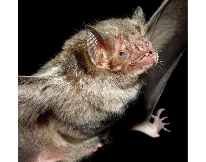 Bat Symbolism and Meaning and the Bat Spirit Animal | UniGuide