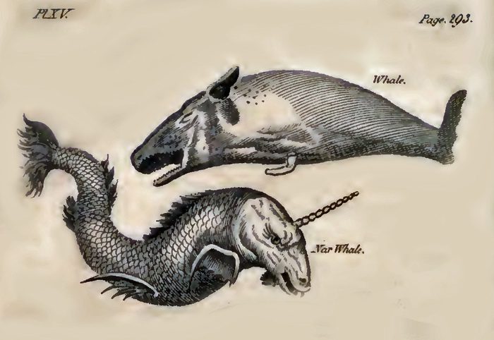 Whale Meaning & Symbolism & the Whale Spirit Animal | UniGuide