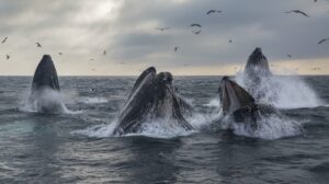 Whale Meaning & Symbolism & the Whale Spirit Animal | UniGuide