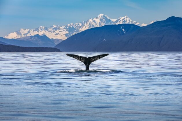 Whale Meaning & Symbolism & the Whale Spirit Animal | UniGuide