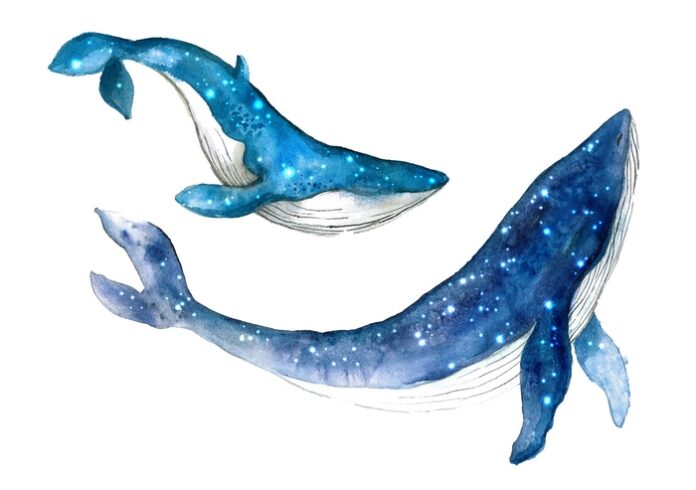 Whale Meaning & Symbolism & the Whale Spirit Animal | UniGuide
