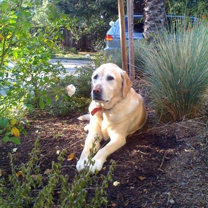 Dog Meaning, Symbolism & the Dog Spirit Animal | UniGuide